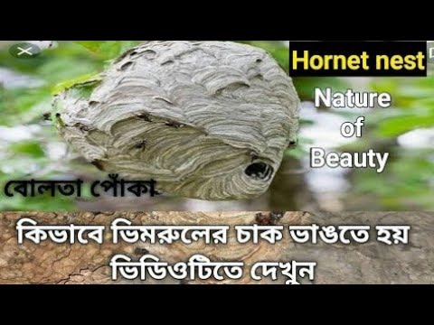 vimrul er basa vangar poddoti dakhun - YouTube