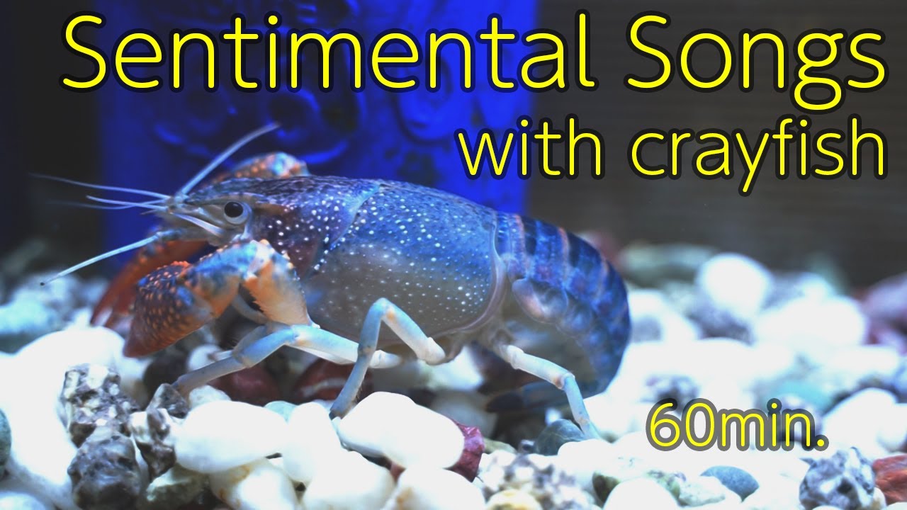 Sentimental Songs with Crayfish [BGM, 60min.] - YouTube