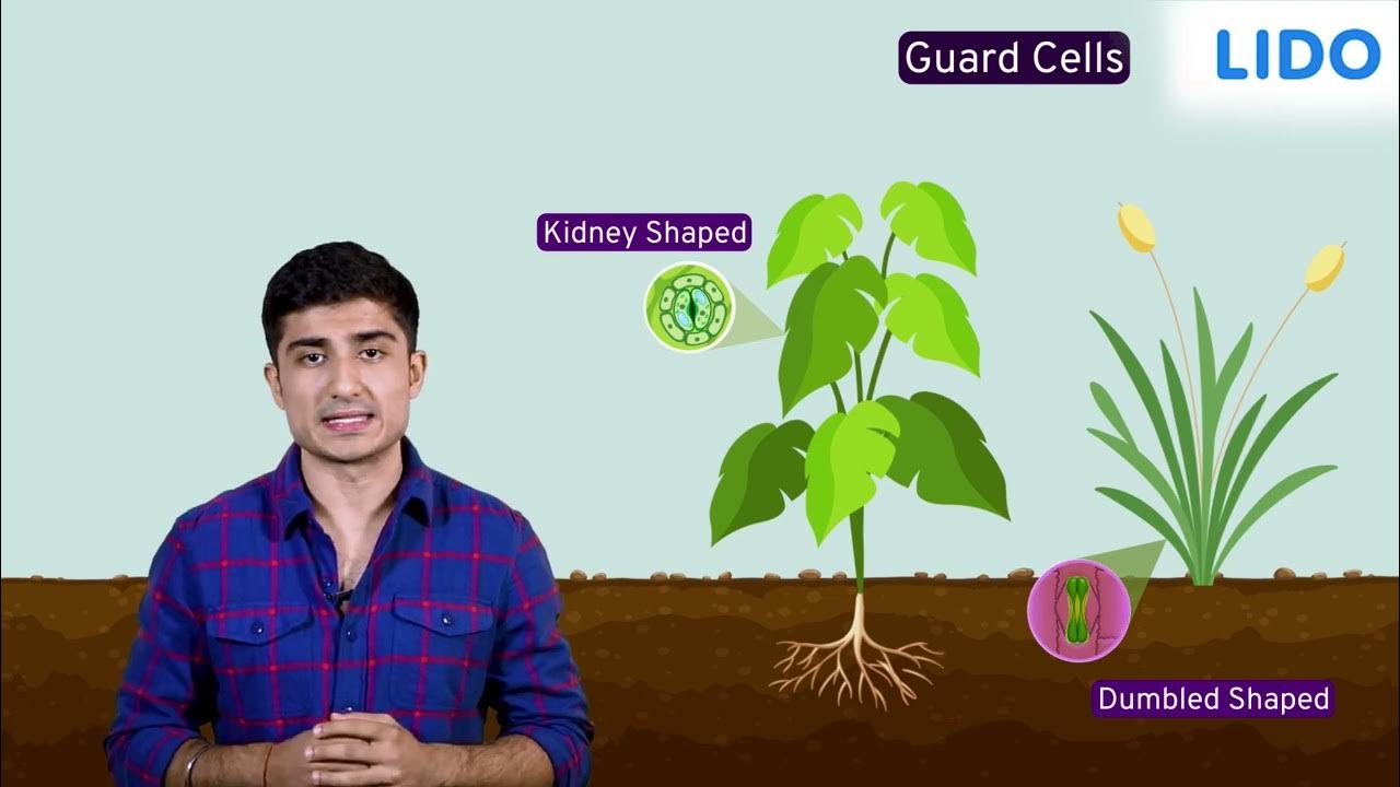 Transpiration in plants | Respiration and Transpiration | Class 7 ...