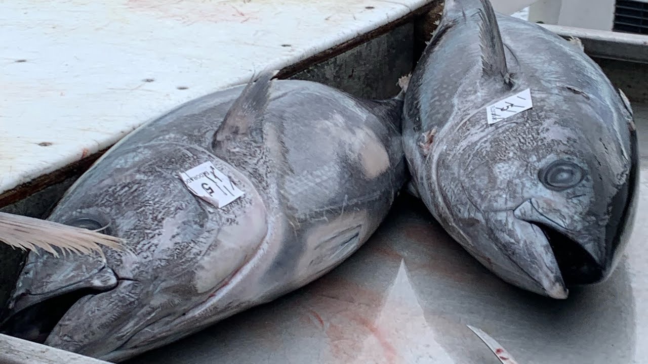 Fall Southern California Bluefin Tuna Fishing - Flyline tips and tricks ...