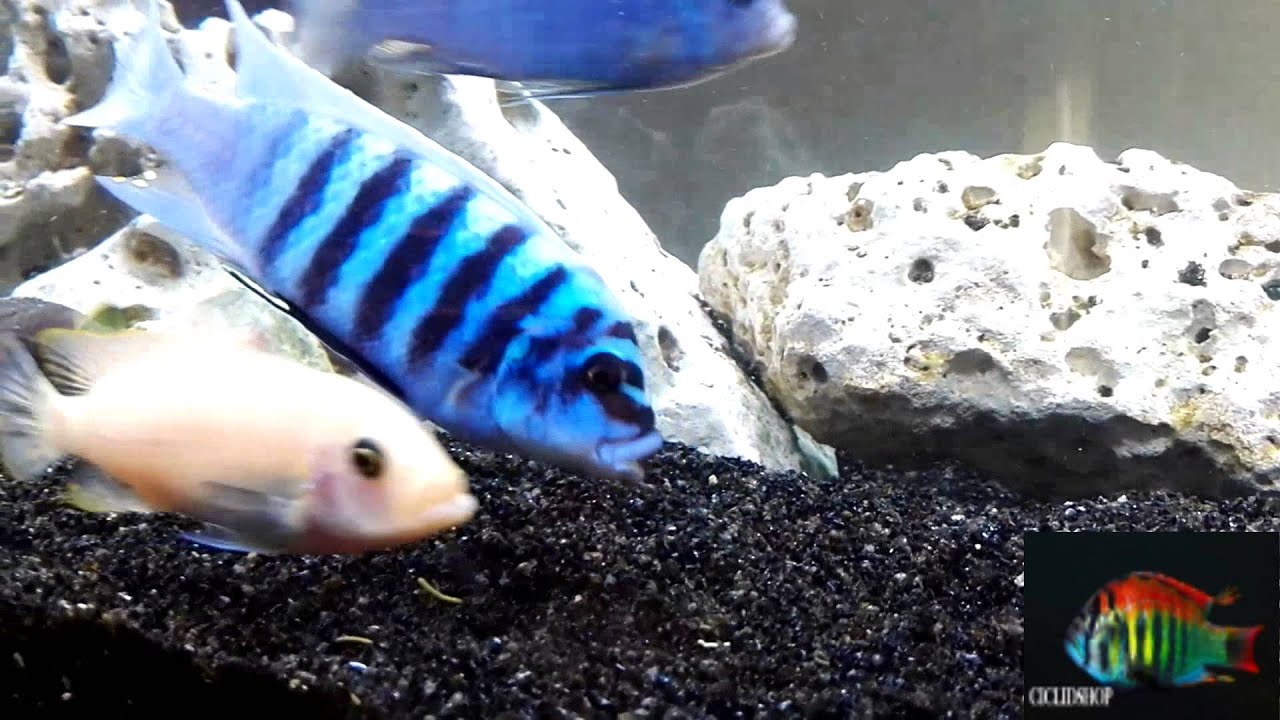 Metriaclima zebra chilumba maisson reef - YouTube
