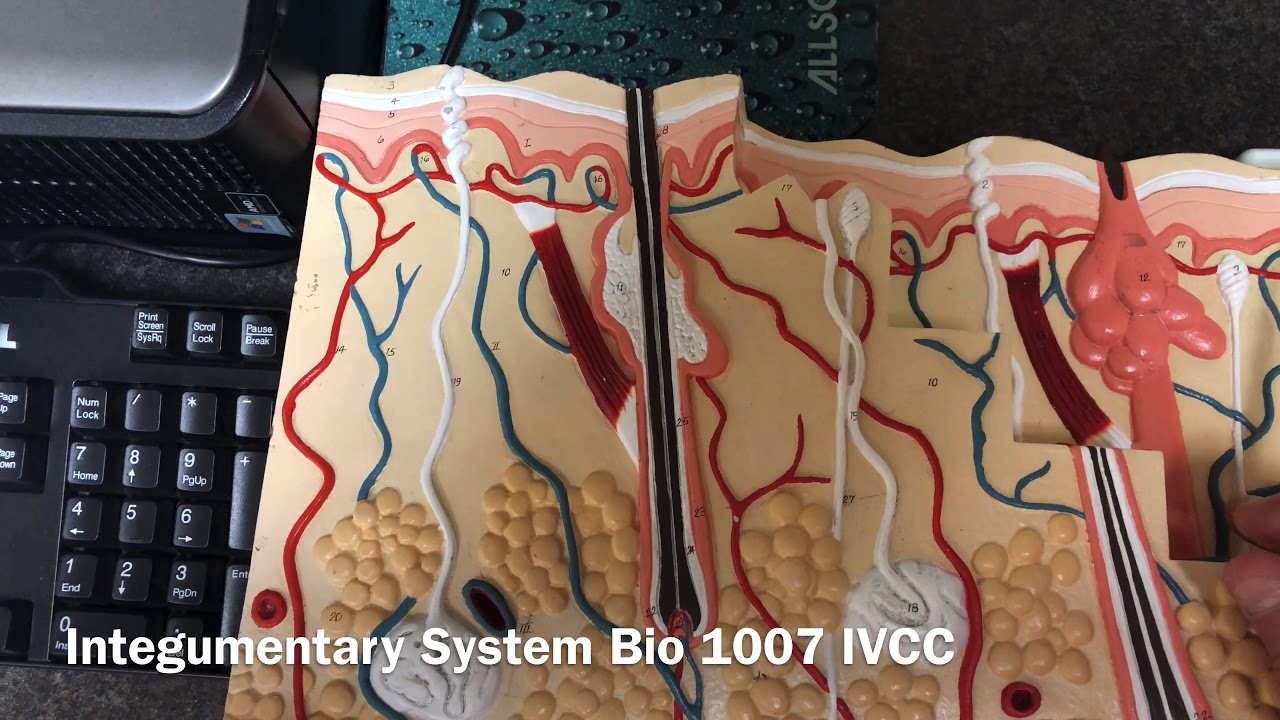 Integumentary System Bio 1007 - YouTube