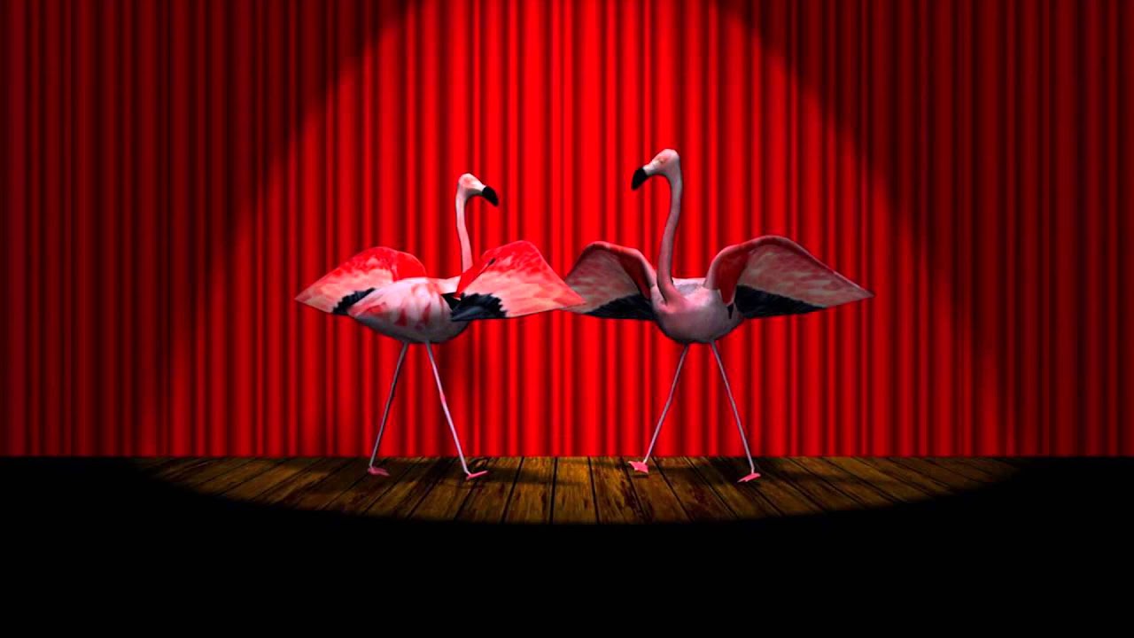 Dancing Flamingo Show - YouTube