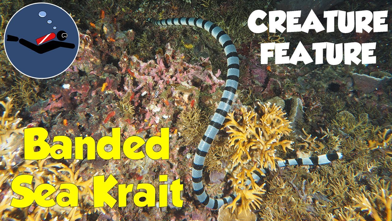 Banded Sea Krait/Snake - YouTube