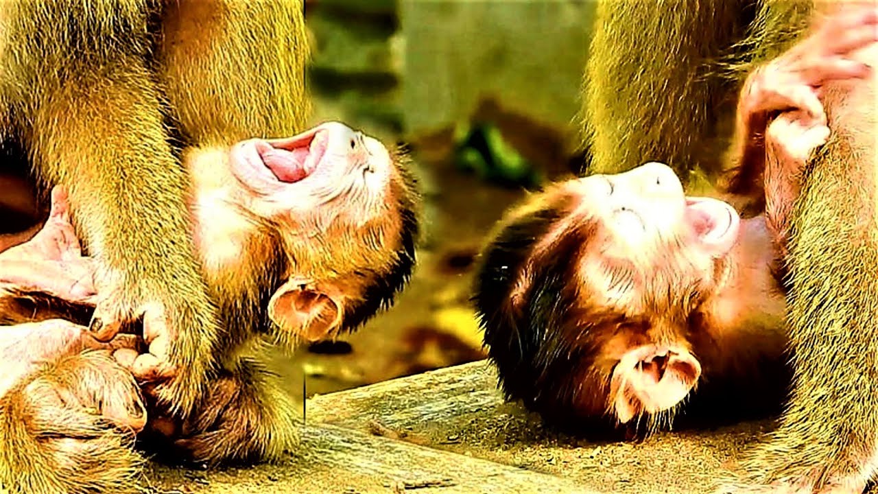 Mom SARIKA Angr!ly Take 0ff Baby SABA From Milk Even Baby SABA Se!zure ...