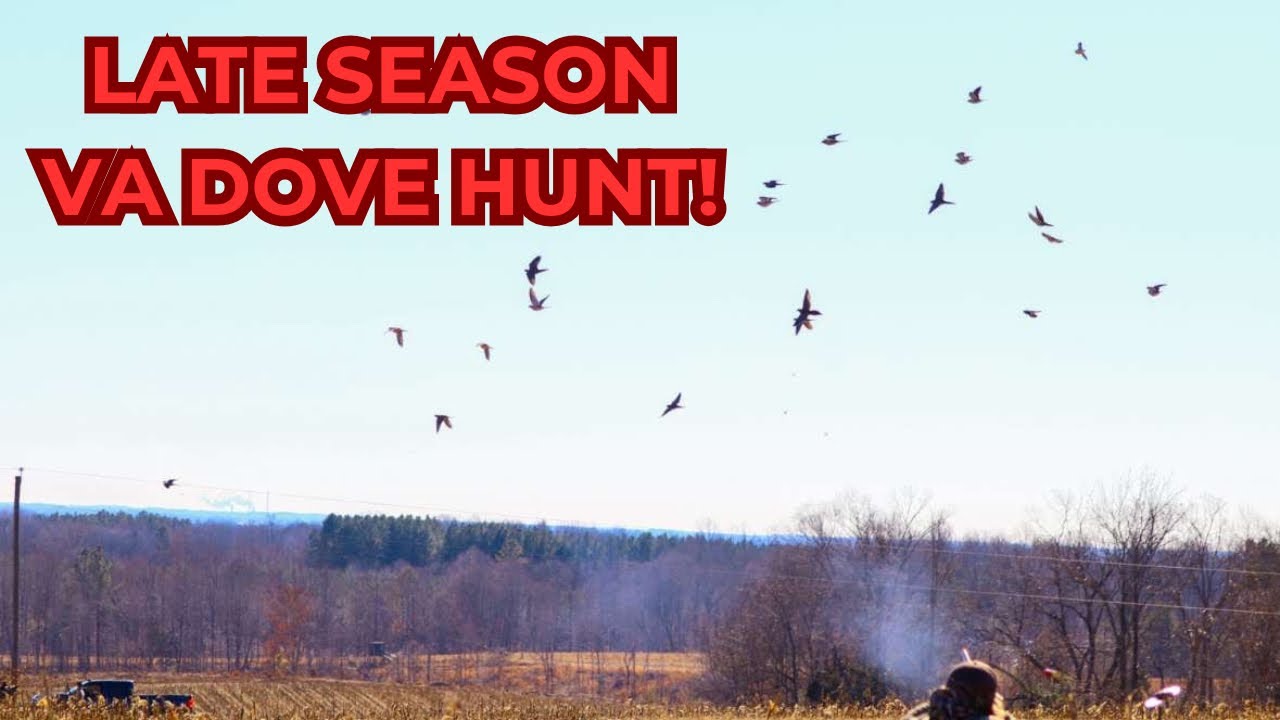 Late Season Virginia Dove Hunt | NON-STOP SHOOTING - YouTube