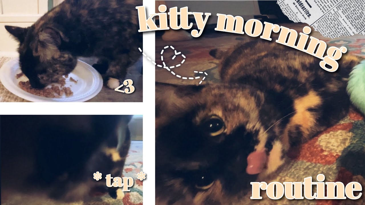 *~ kitty morning routine ~* - YouTube