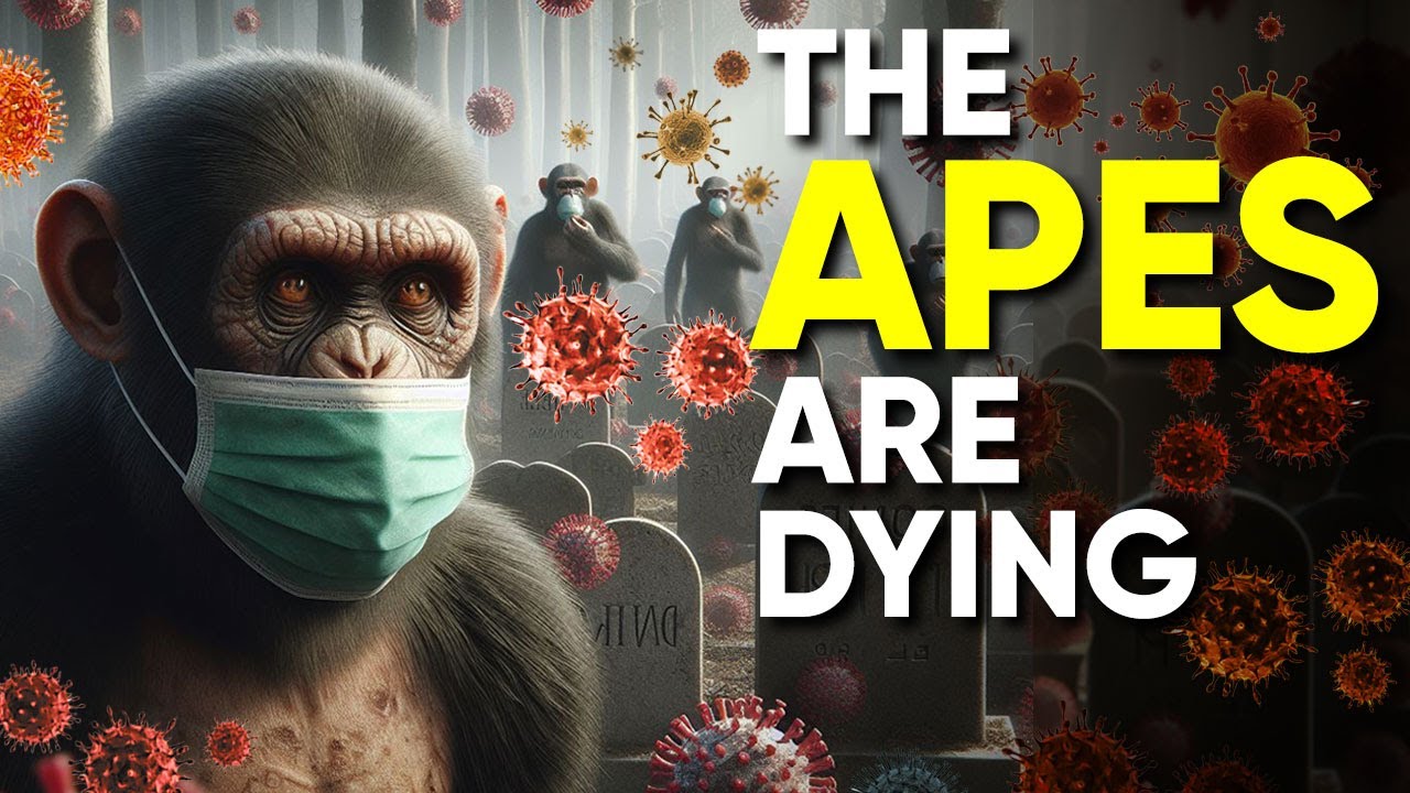 Human Diseases are Harming The Apes - YouTube