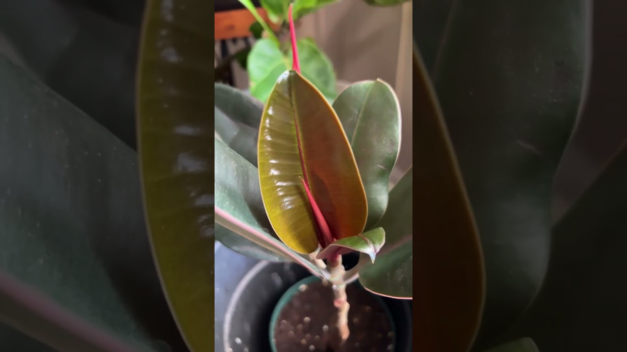 Tubber Tree Pretty Leaf #shorts - YouTube