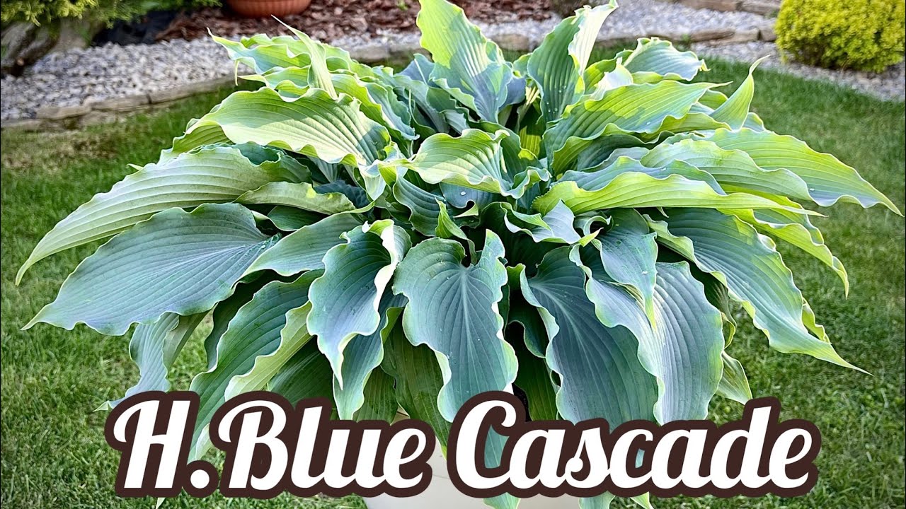 Hosta Blue Cascade - YouTube