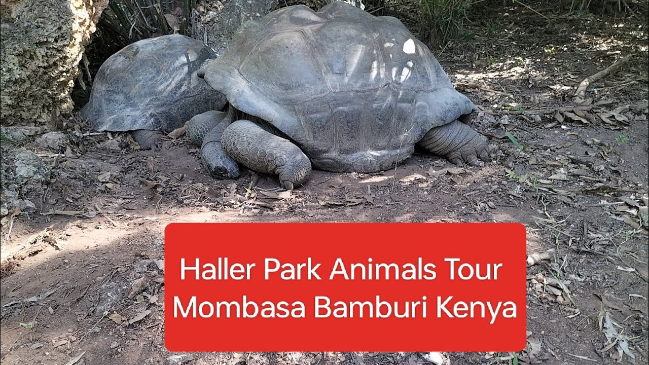 Haller Park animals Tour .Mombasa Bamburi Kenya - YouTube