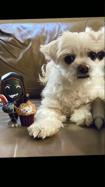 Rat aka Lucy/edit/bbh dog/irl/dream smp - YouTube