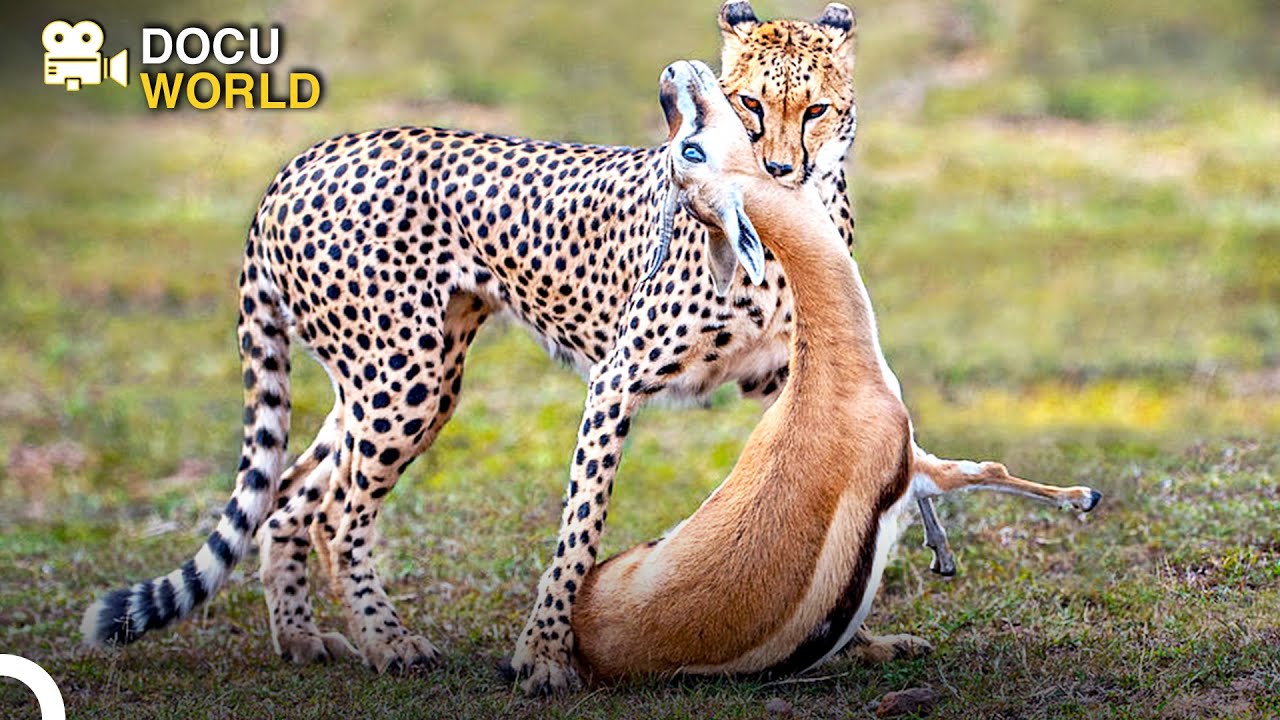 Cheetahs are Incredible Predators! - YouTube