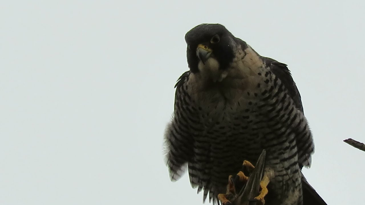 12/25/21 Peregrine Falcon v/s Crows, Kent Wa 9451-145 - YouTube