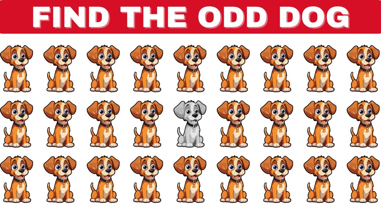 Find the odd one out-ANIMAL/Spot the odd dog/Edition#35 - YouTube