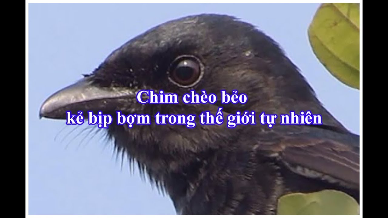 Chim chèo bẻo kẻ bịp bợm trong thế giới tự nhiên - Nhà Hàng Cây Bàng ...