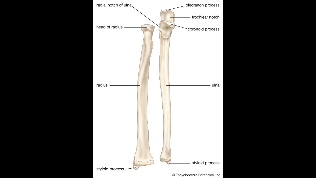 Anatomy of the coronoid process of the Ulna Bone ; Overview, Structure ...