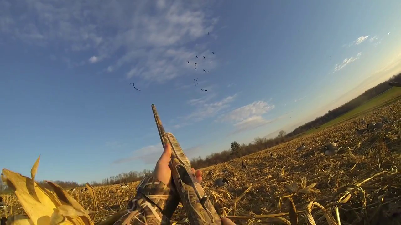 Corn field goose hunt 2016 pt2 - YouTube