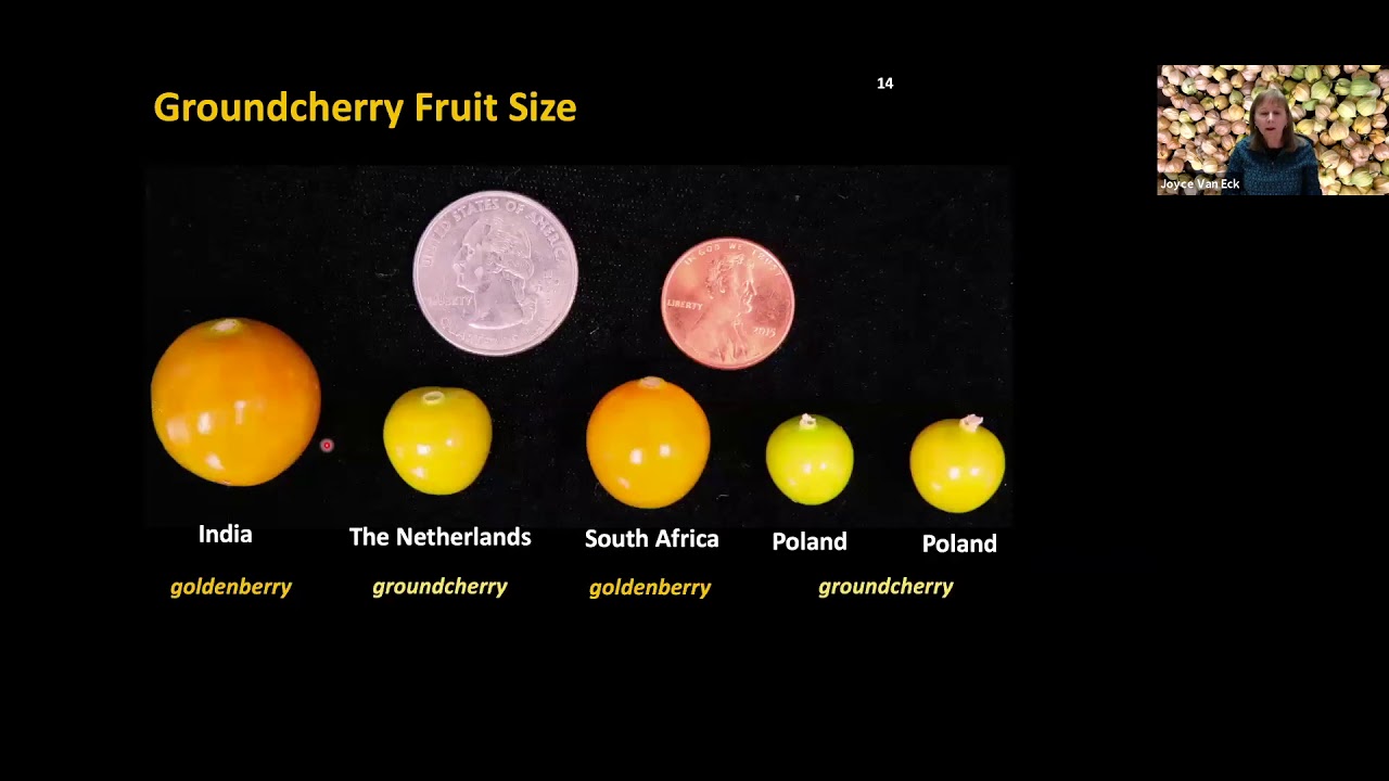 Joyce Van Eck - The Physalis Improvement Project: Blending Research ...