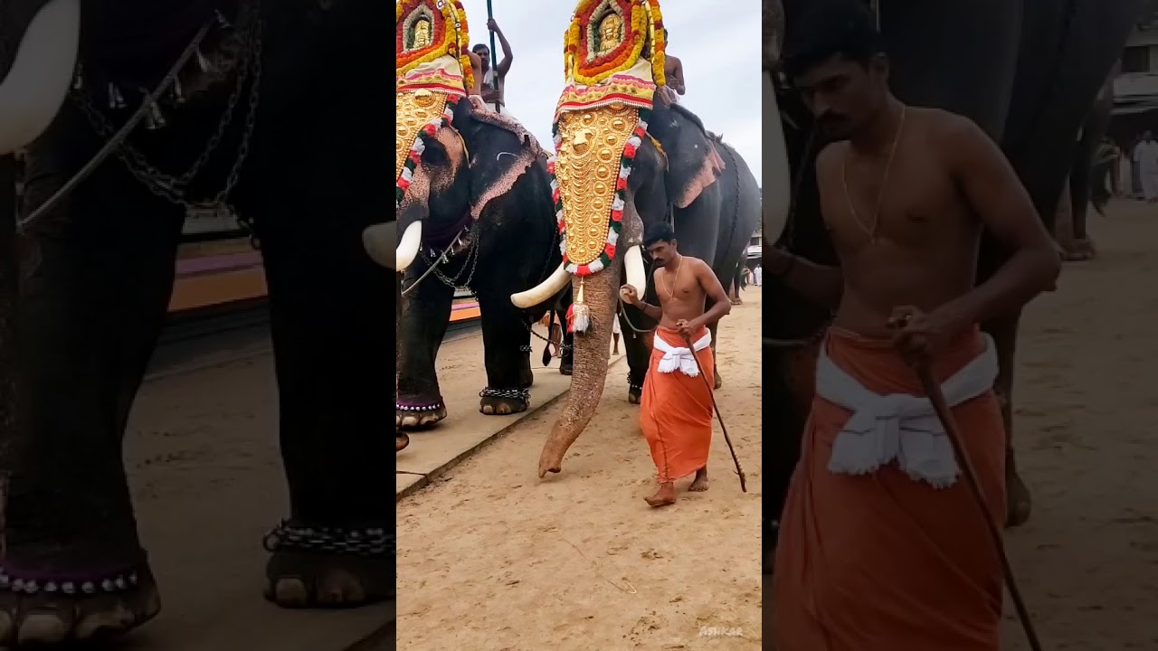 Erattupetta Ayyappan & Madhurappuram kannan @ thuravoor temple ...