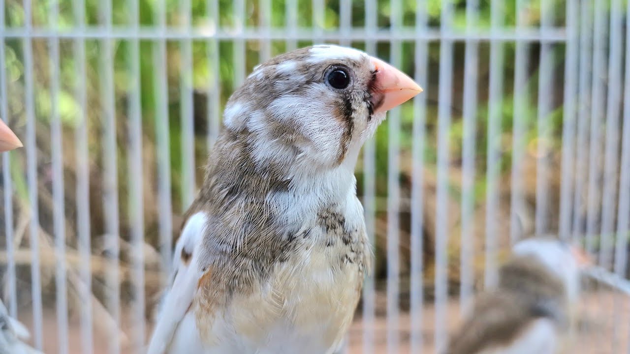 Finches bird sings in a cage : zebra finch sound. - YouTube