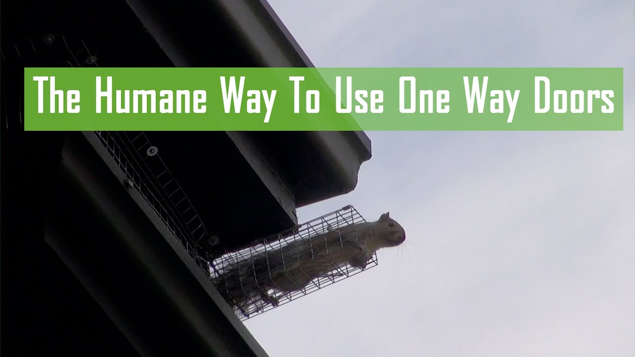 The Humane Way To Use One Way Doors - YouTube