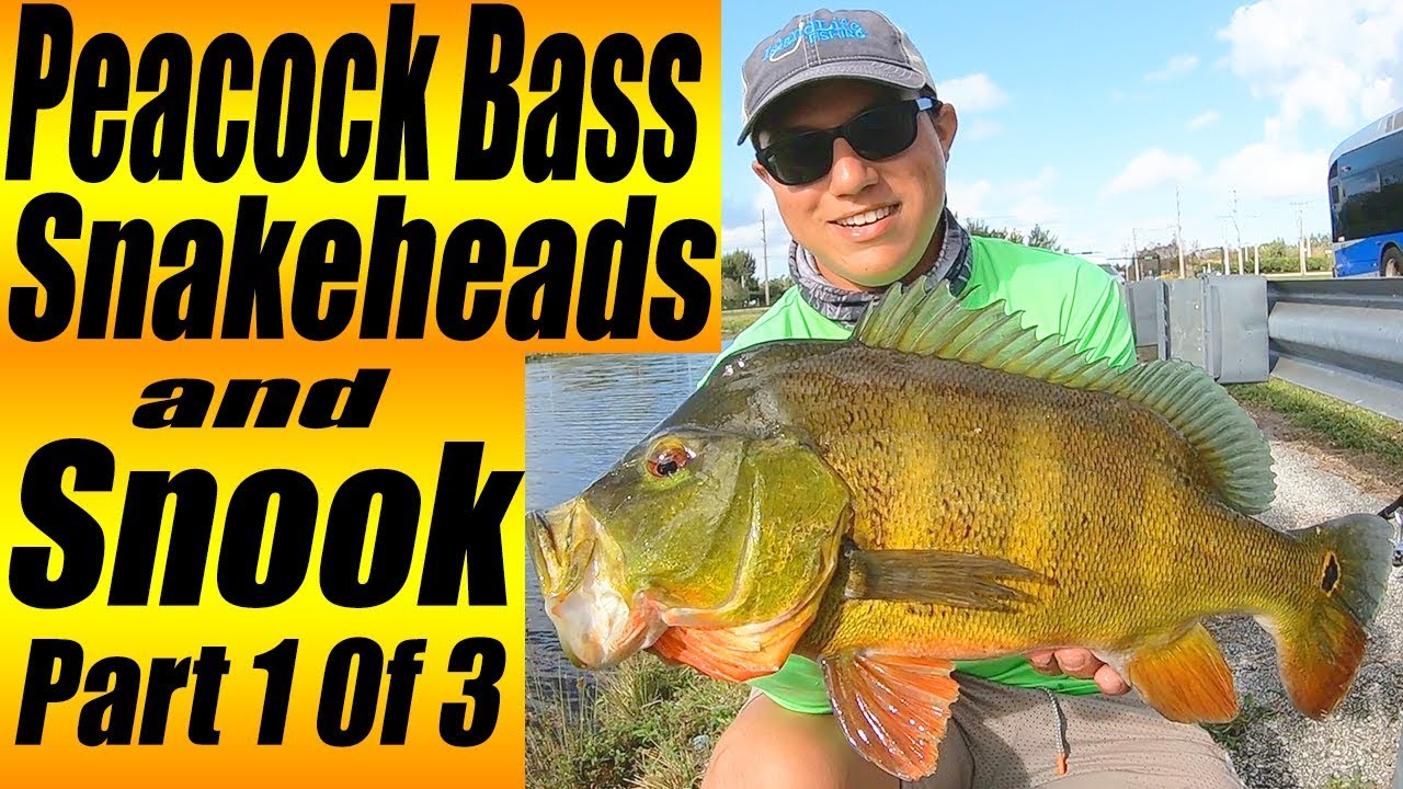 PEACOCK BASS SNAKEHEADS and SNOOK!!! (Broward County Canal Fishing part ...