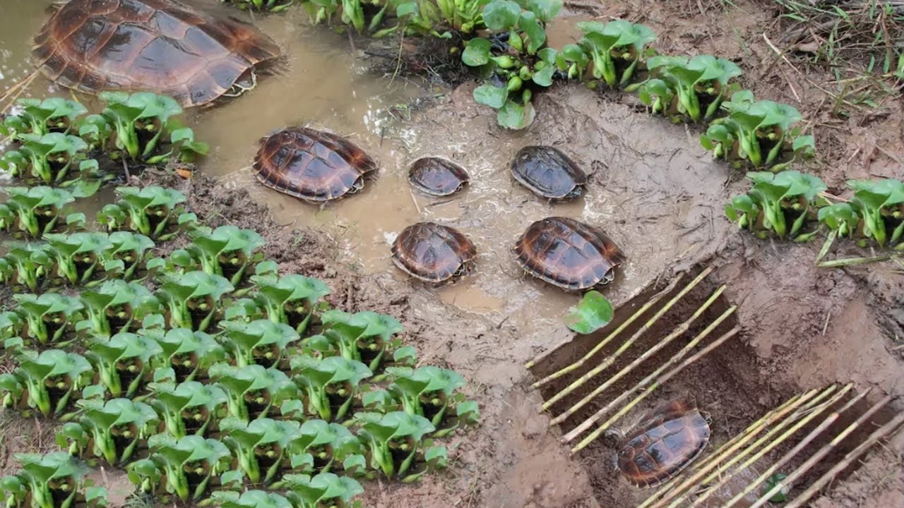 Amazing Turtle Trap Smart Boy Make Deep Hole Turtle Trap Work One ...