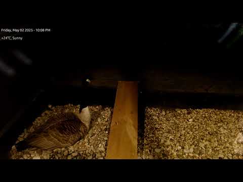 GooseCam Fri May 02 starting at 10:00 pm - YouTube