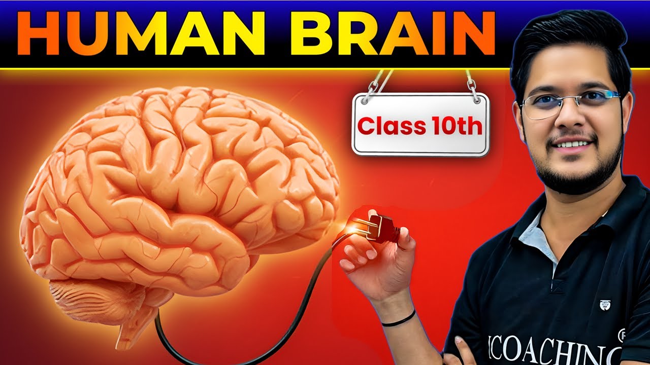 Human Brain | Control and Coordination | Class 10 CBSE | NCERT - YouTube