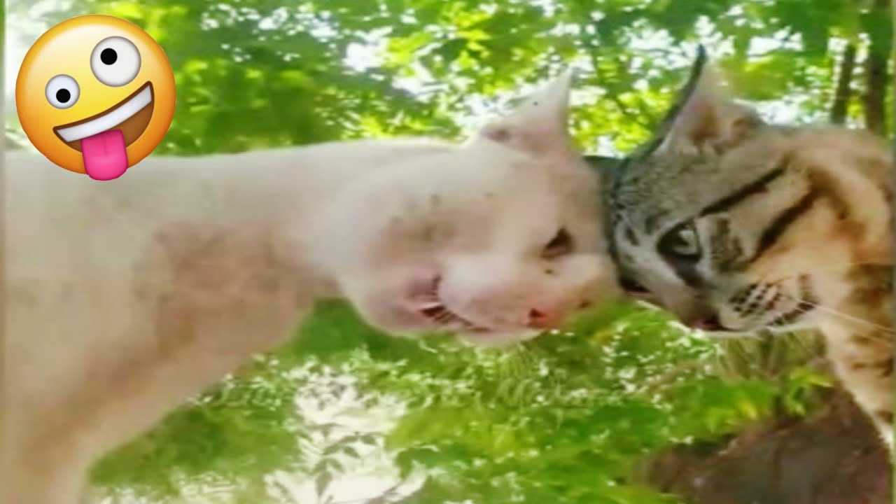 FUNNY CATS : The Most dramatic cats moments ever! P5 😺 - YouTube