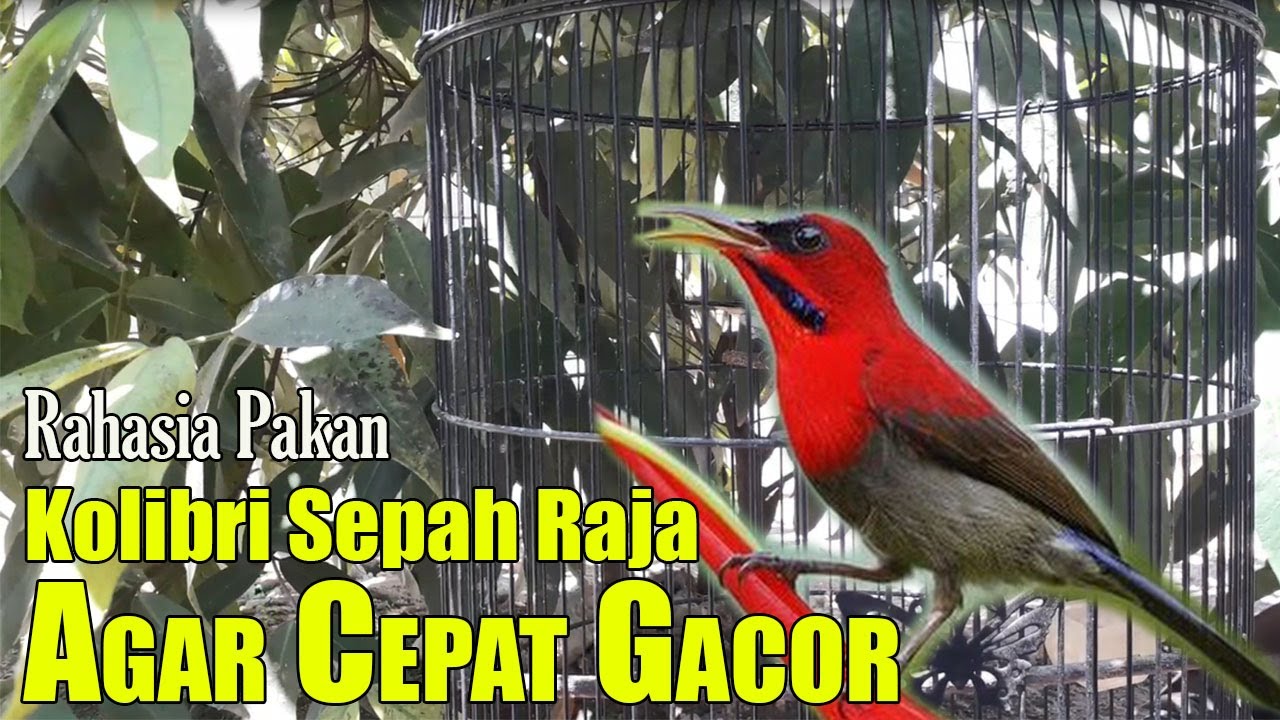 CARA MERAWAT KOLIBRI SEPAH RAJA AGAR CEPAT GACOR || CARA AMPUH SUPAYA ...