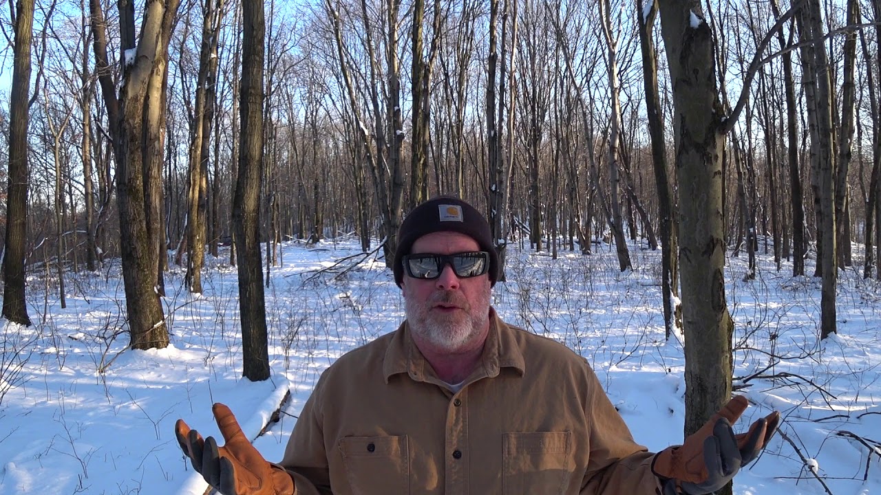 #118 Clear The Trees? Or Leave It as is? - YouTube