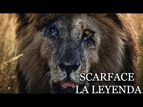 SCARFACE | LA LEYENDA DEL LEON MAS FAMOSO DEL MUNDO | EL AUTENTICO REY ...