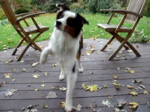 How to teach your dog to limp - YouTube