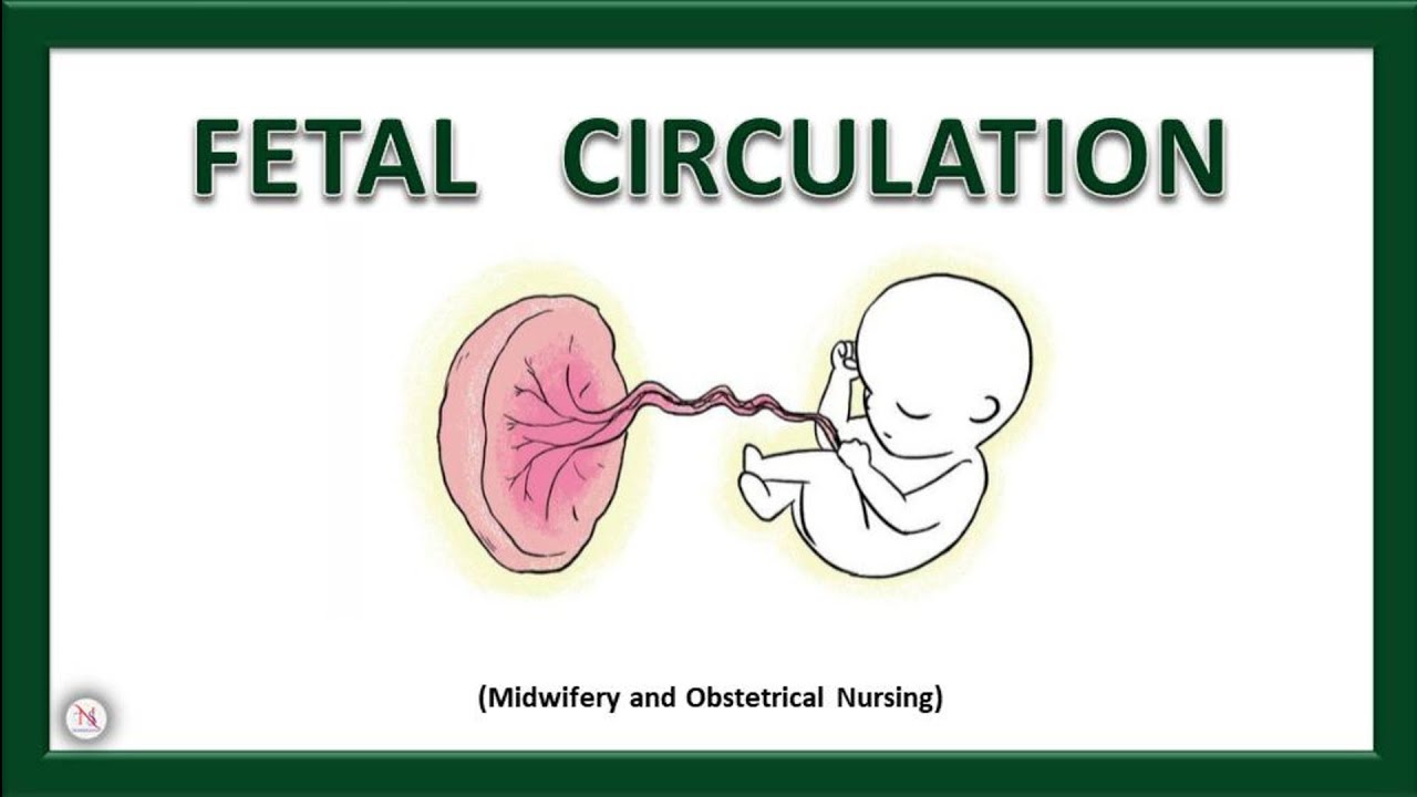 Key Characteristics Of Fetal Circulation Before And After Birth