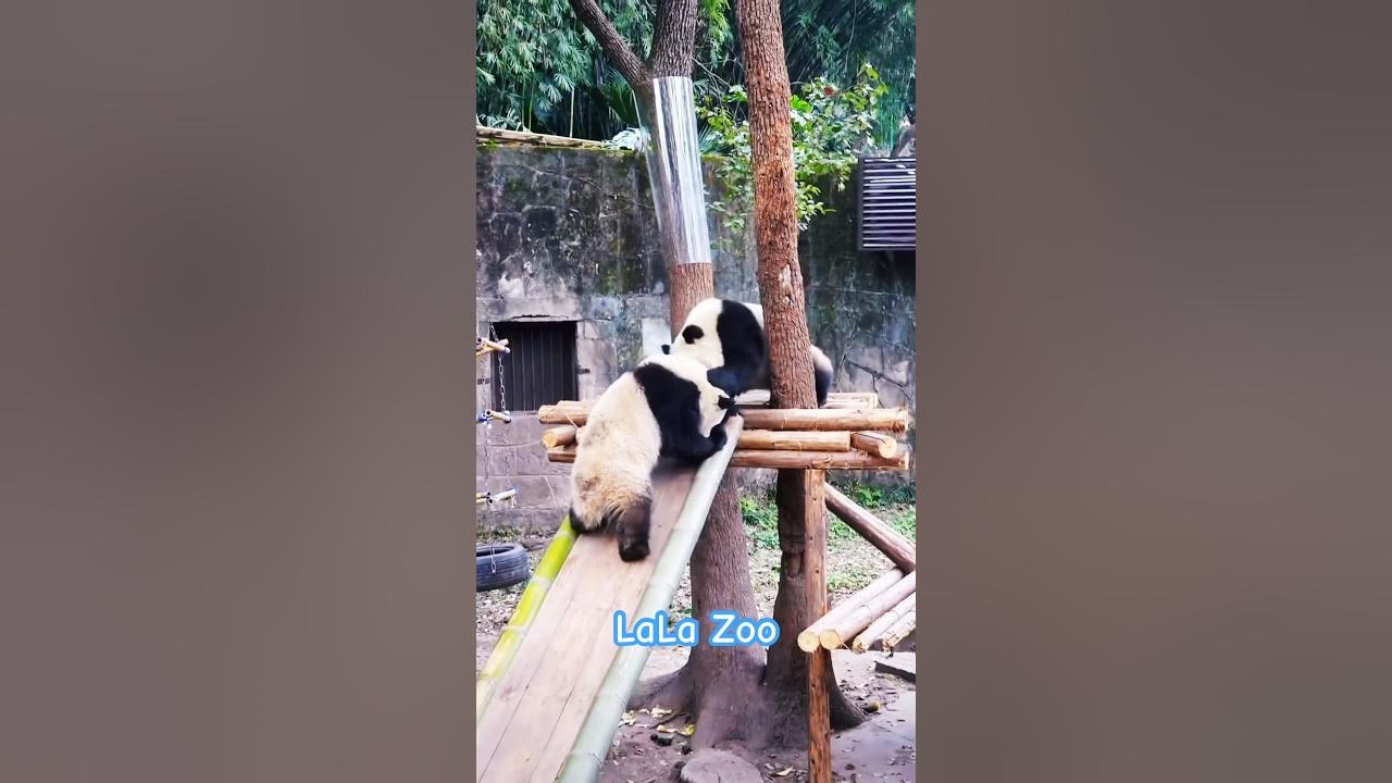 Panda 生氣打架了#熊貓 #cuteanimals #cute #funny - YouTube