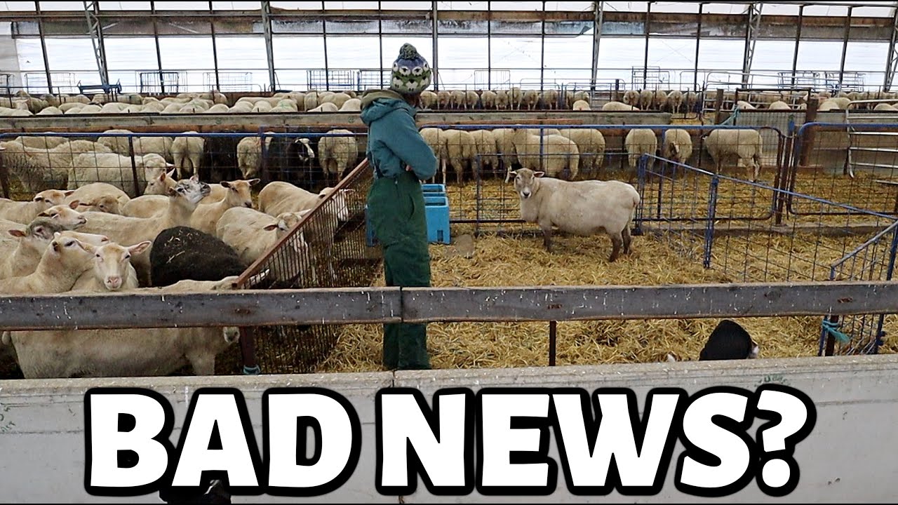 Sheepishly Me – Opening Soon