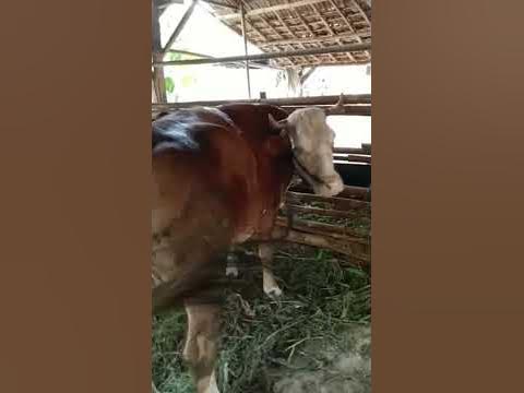 INDUKAN METAL SUPER#Shorts#sapisuper - YouTube