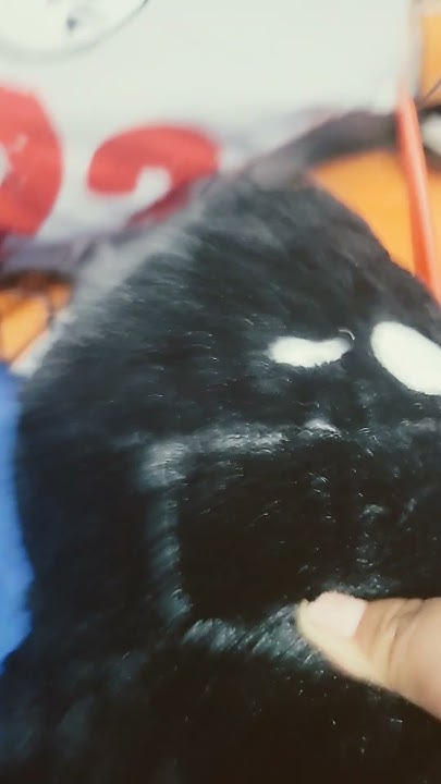 That's just not my problem x Doggo and Friends - YouTube