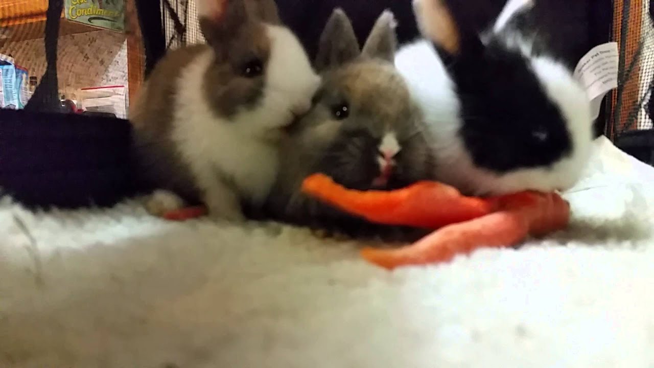 Ali , Moose & Panda eating a carrot - YouTube
