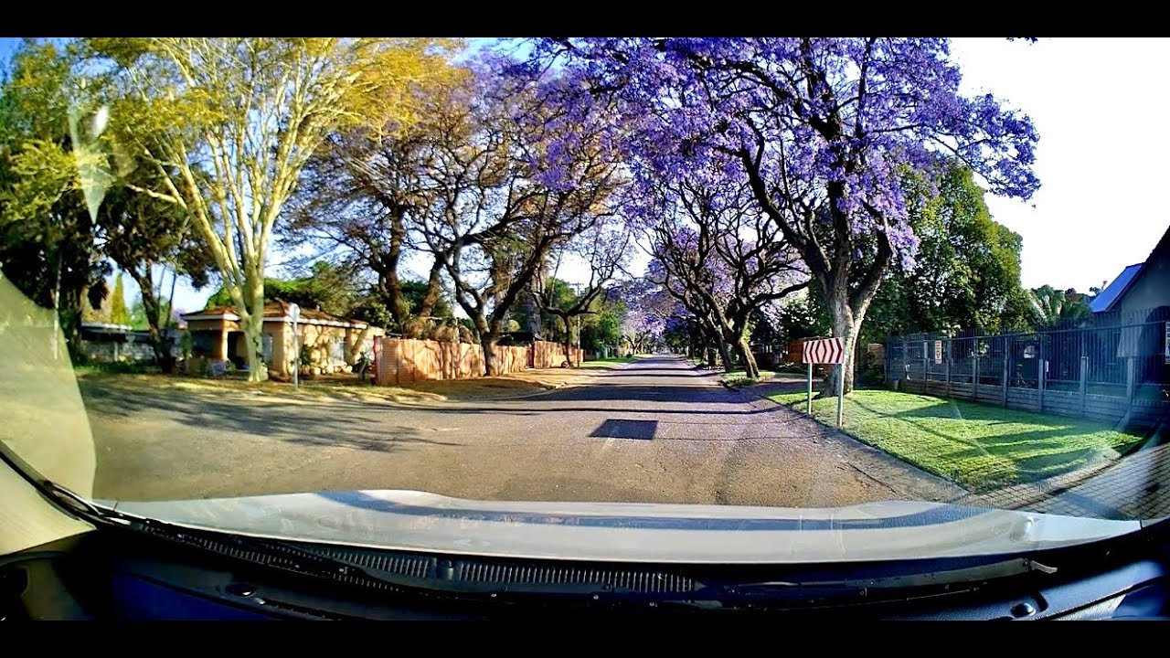 Sunset drive through Jacaranda trees - YouTube