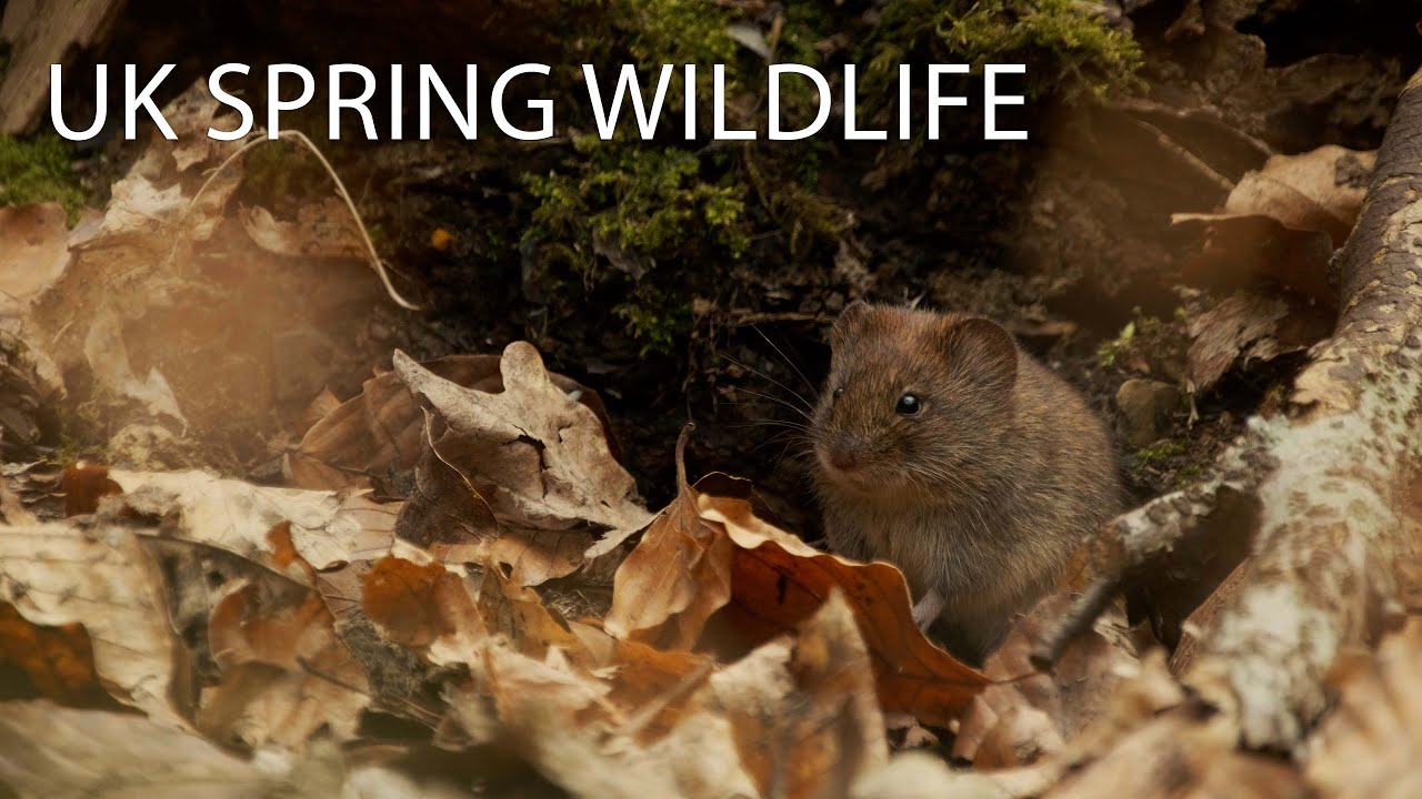 UK Spring Wildlife - YouTube