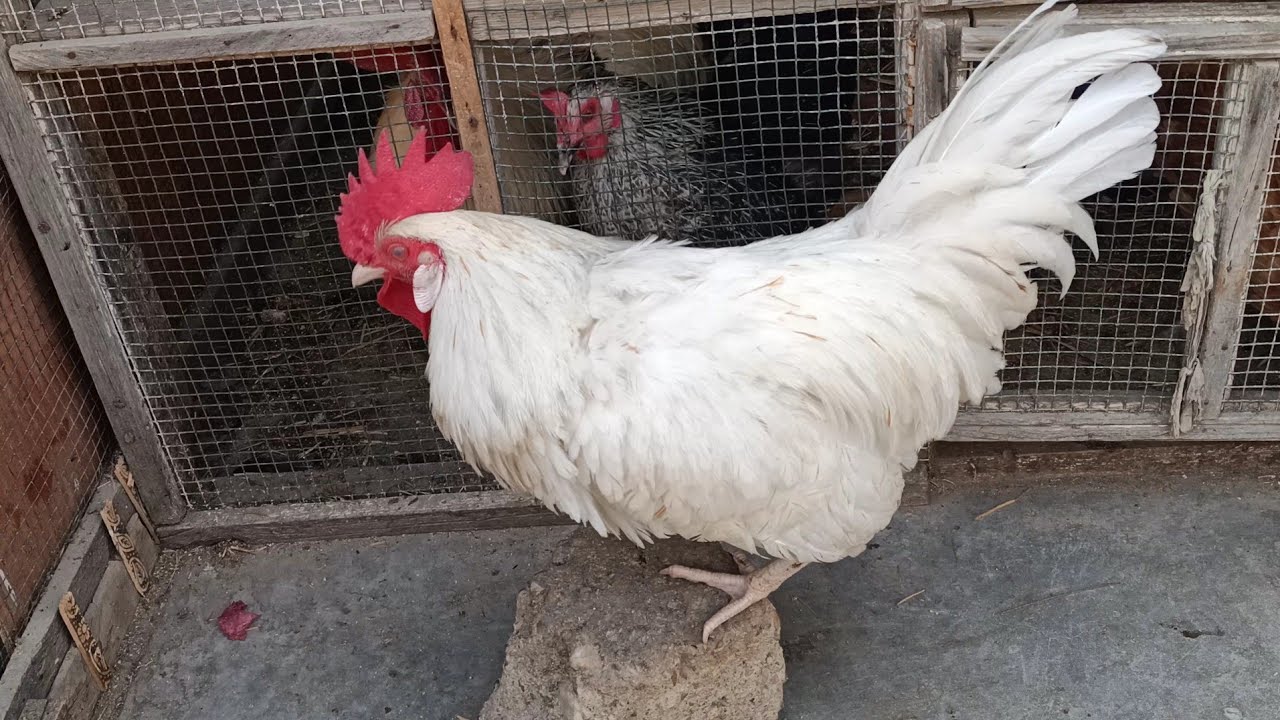Cute Roosters Running On Roof In Happy Mood | Roosters Playing Each ...