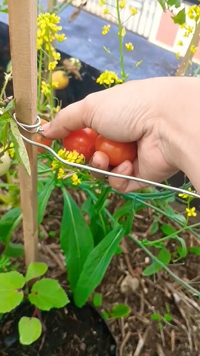 Petik tomat #tomato #tomatoes #tomatoharvesting #panen #berkebun #gardening #sayuran #organic ...