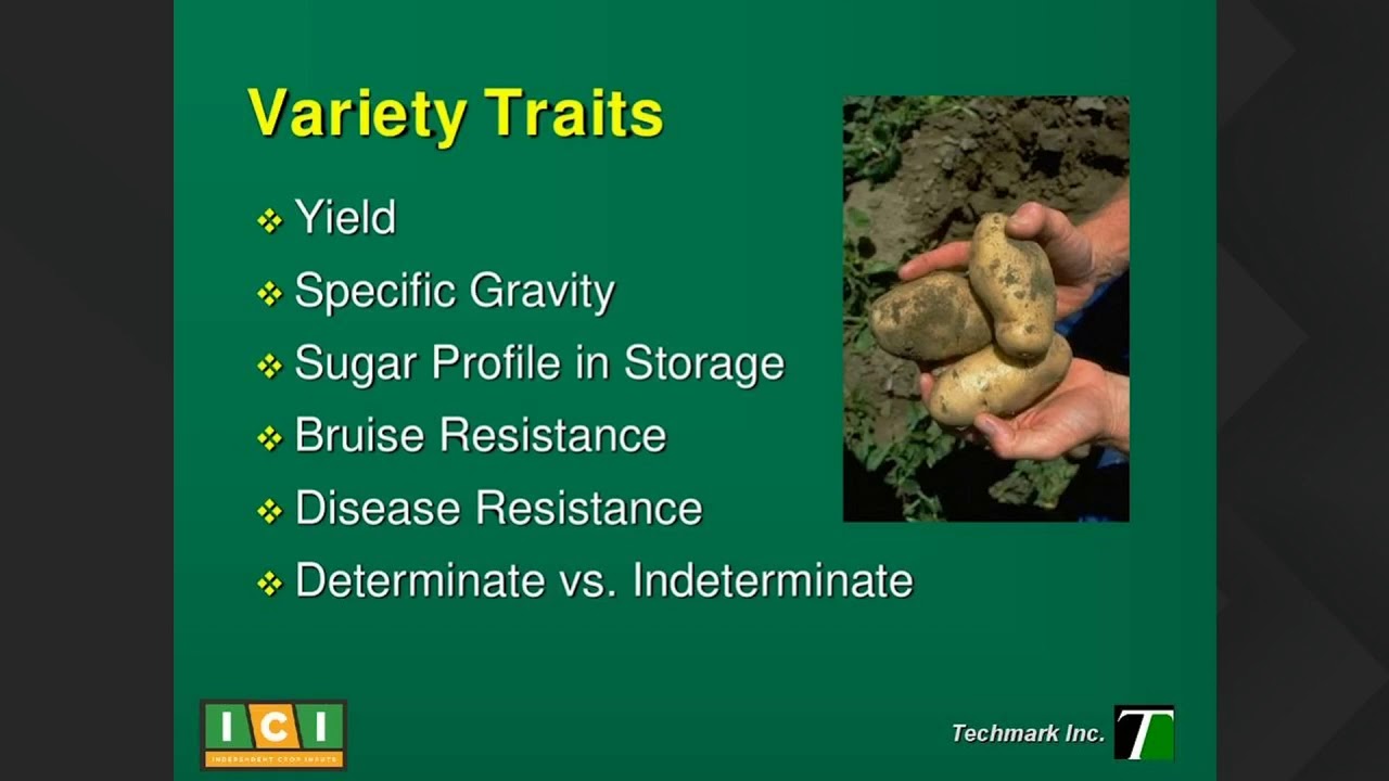 Importance of potato pre-harvest sugar sampling webinar | BASF - YouTube