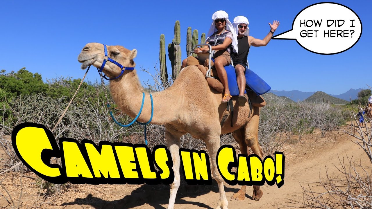 Camels in Cabo! 🐫 - YouTube