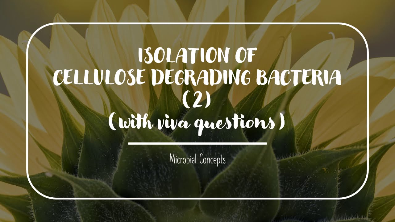 Isolation of CELLULOSE DEGRADING BACTERIA (2) with viva ques | MSc ...