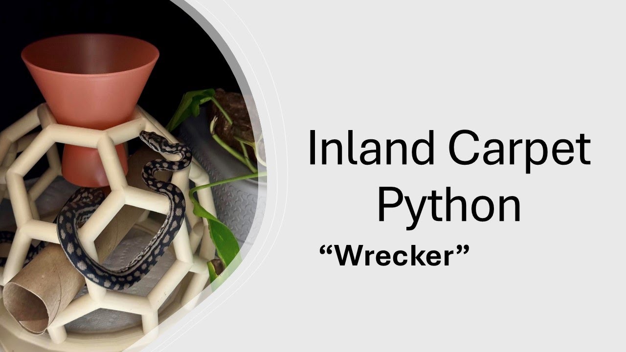 Inland Carpet Python Training Demo - YouTube