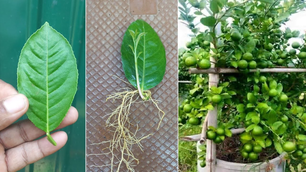 How to Grow Lemon Trees from Leaves | New techniques - YouTube